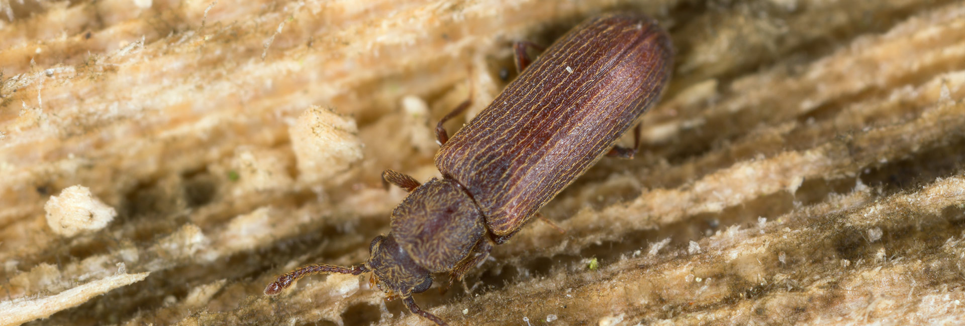 Traitement du bois conte les lyctus - SOS Bois